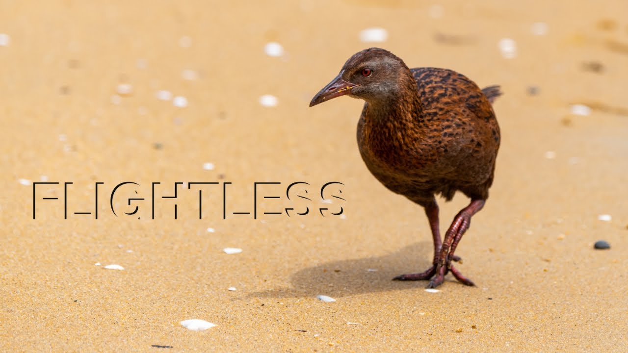 Ferran Sayol: Flightless birds - YouTube