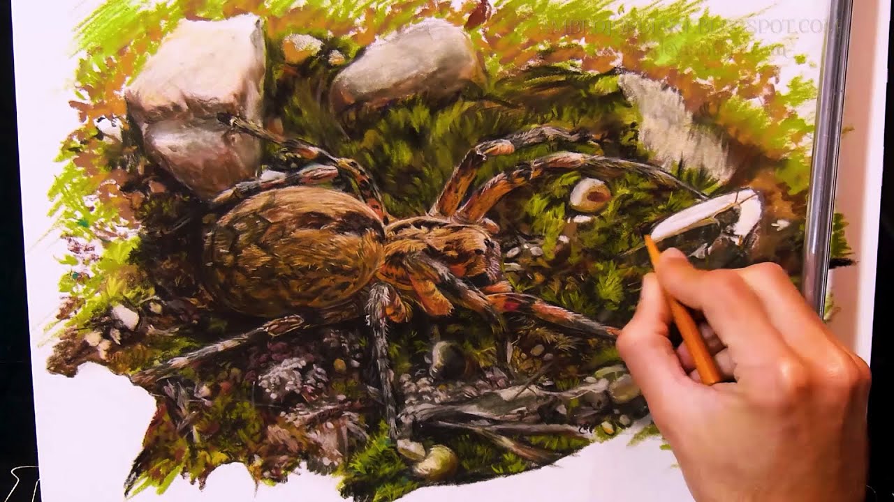 Drawing a Wolf Spider #Ambrojordiart - YouTube