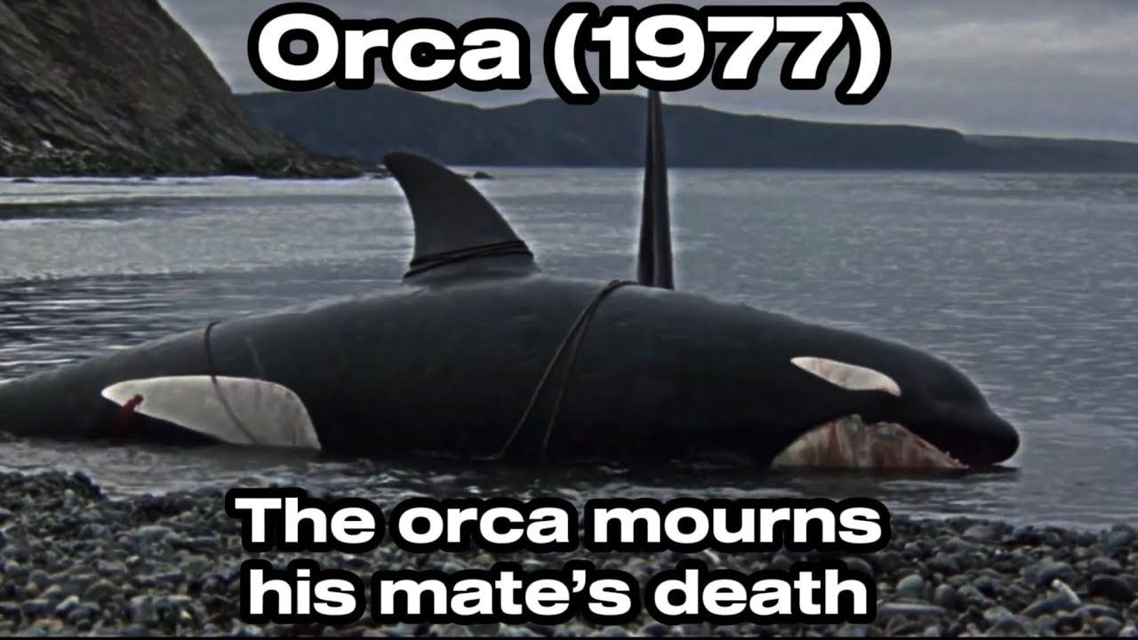 Orca (1977) The orca mourns his mate’s death - YouTube