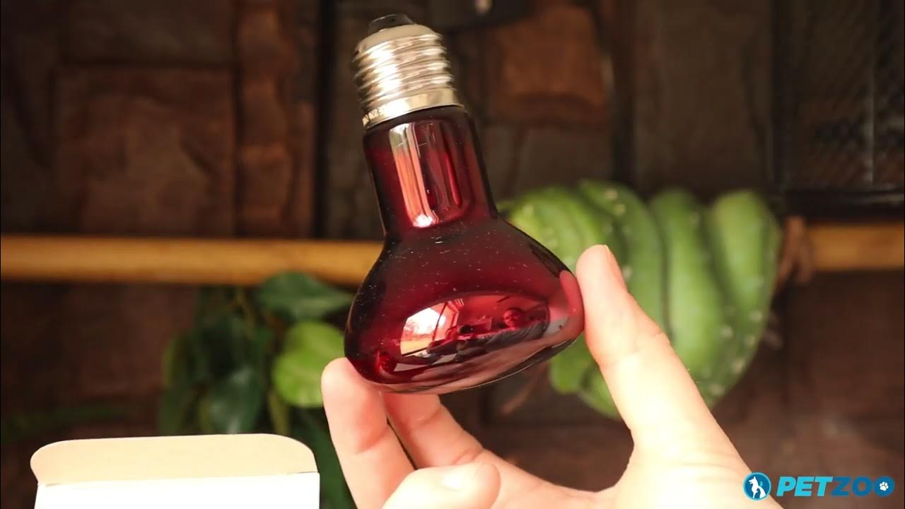 How To Use an Infrared Reptile Heat Lamp | Changing bulbs in a Green ...