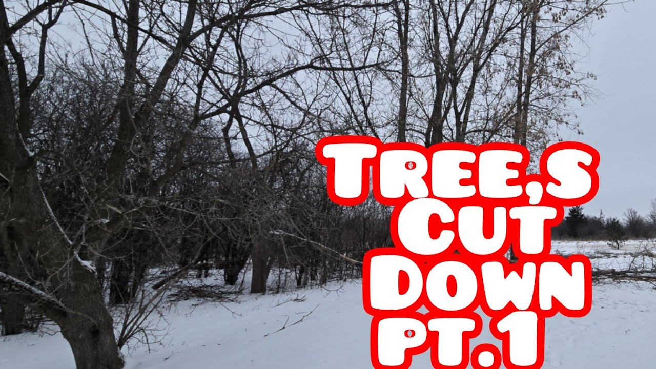 Tree Cutting pt 1 - YouTube