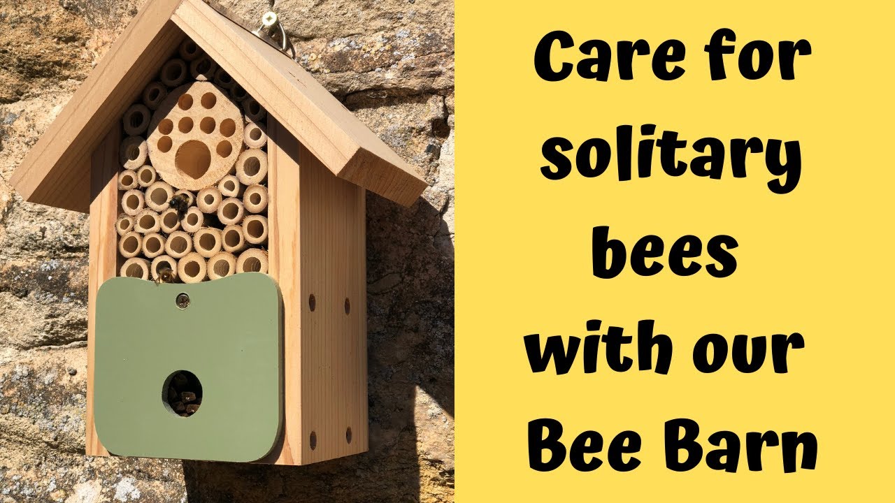 Bees love The Bee Barn - YouTube