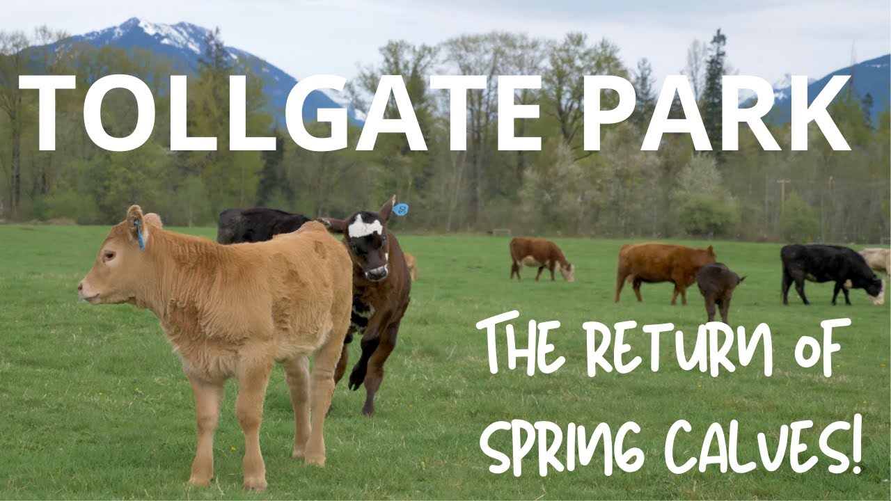 Tollgate Park North Bend-Spring Calves at North Bend Park - YouTube