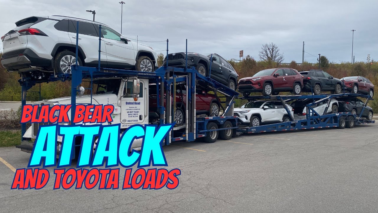 Black bear attack and Toyota back hauls. #carcarrier #carhauler # ...