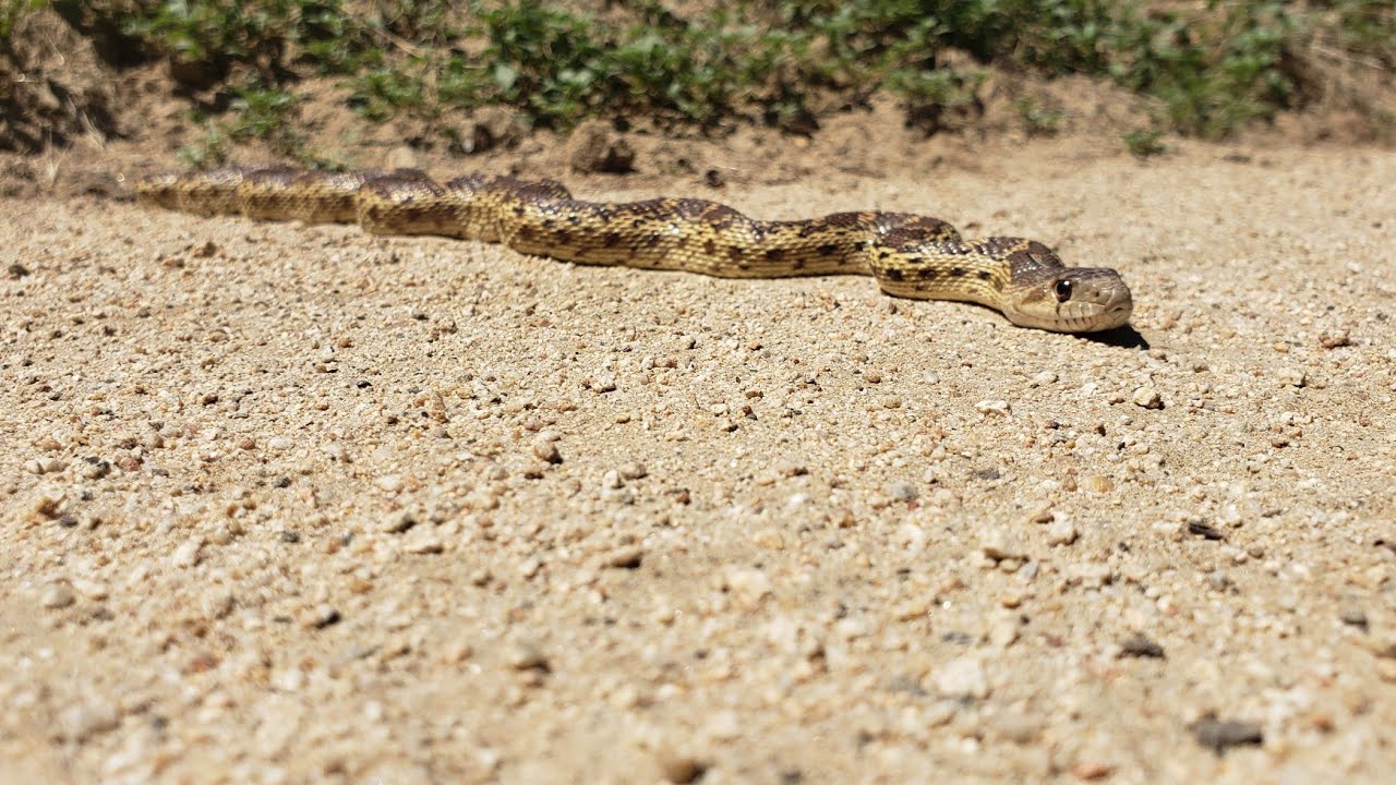Gopher Snake - YouTube