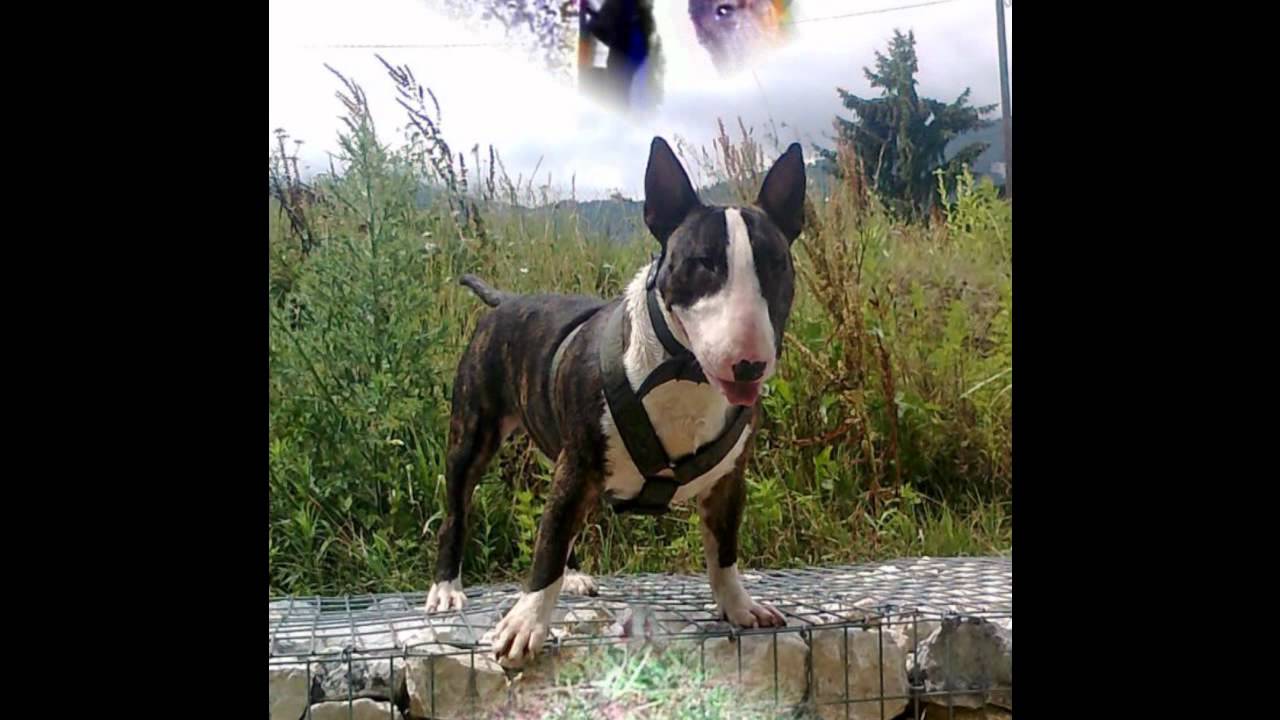 FEDOR BULL TERRIER EVOLUTION - YouTube