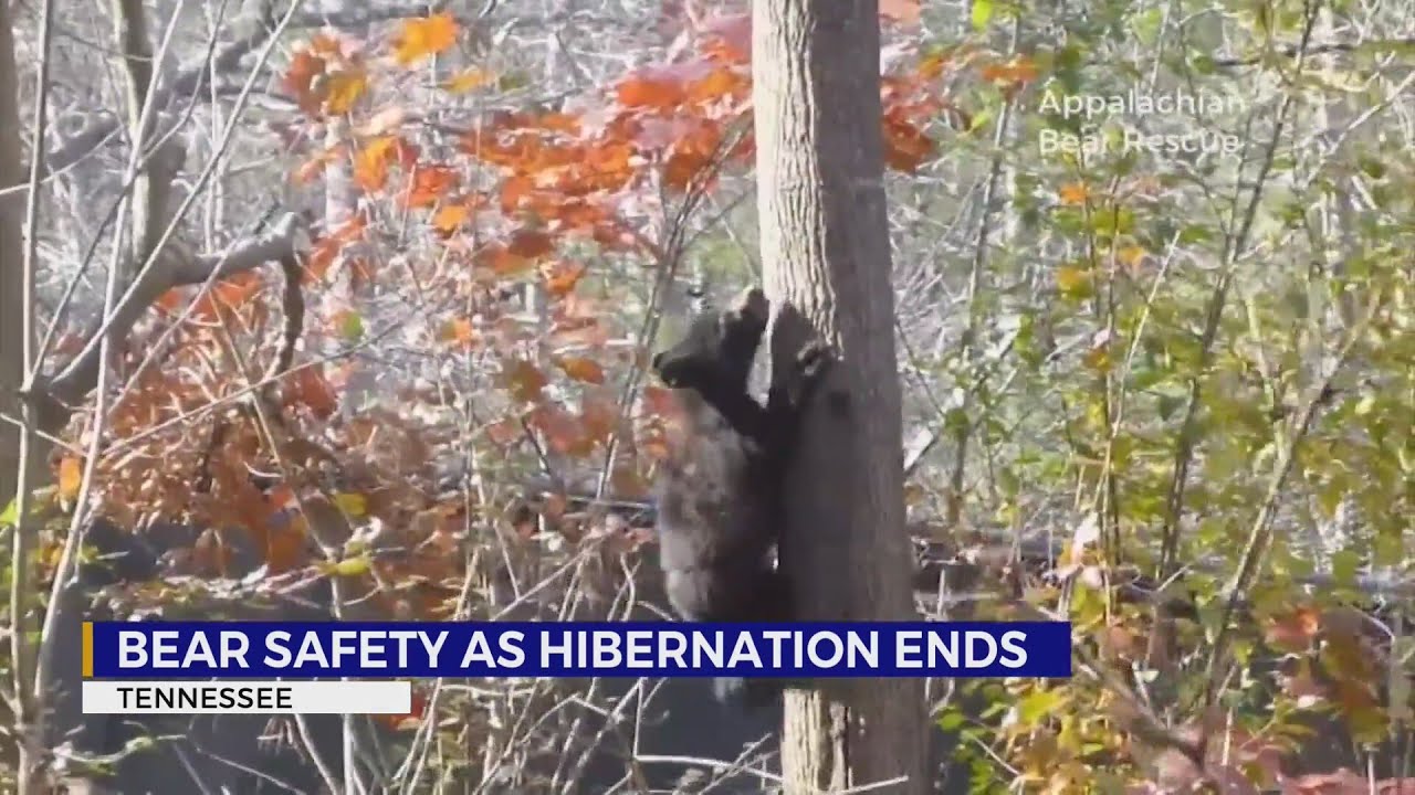Bears emerging from hibernation in Northeast Tennessee - YouTube
