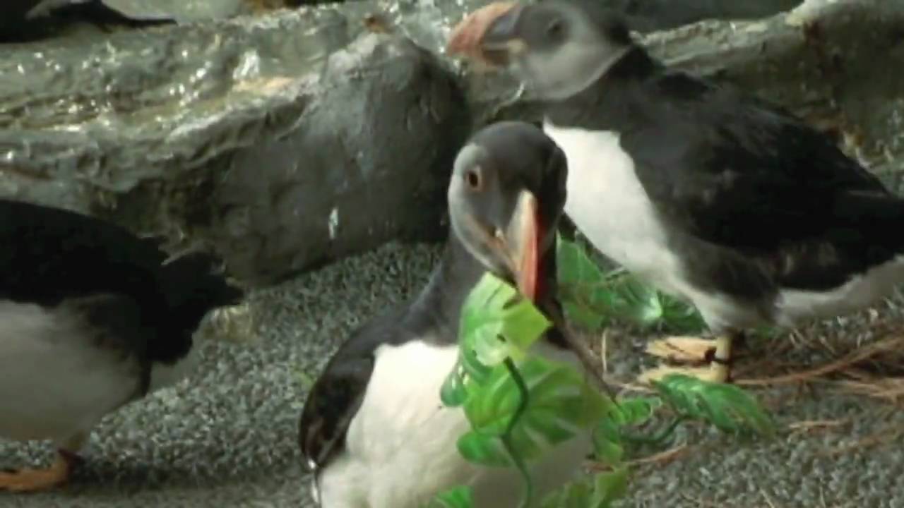 Atlantic Puffin Enrichment Activities - YouTube