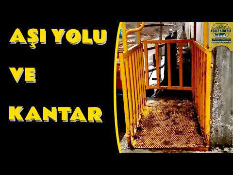 Aşı Yolu ve Kantar