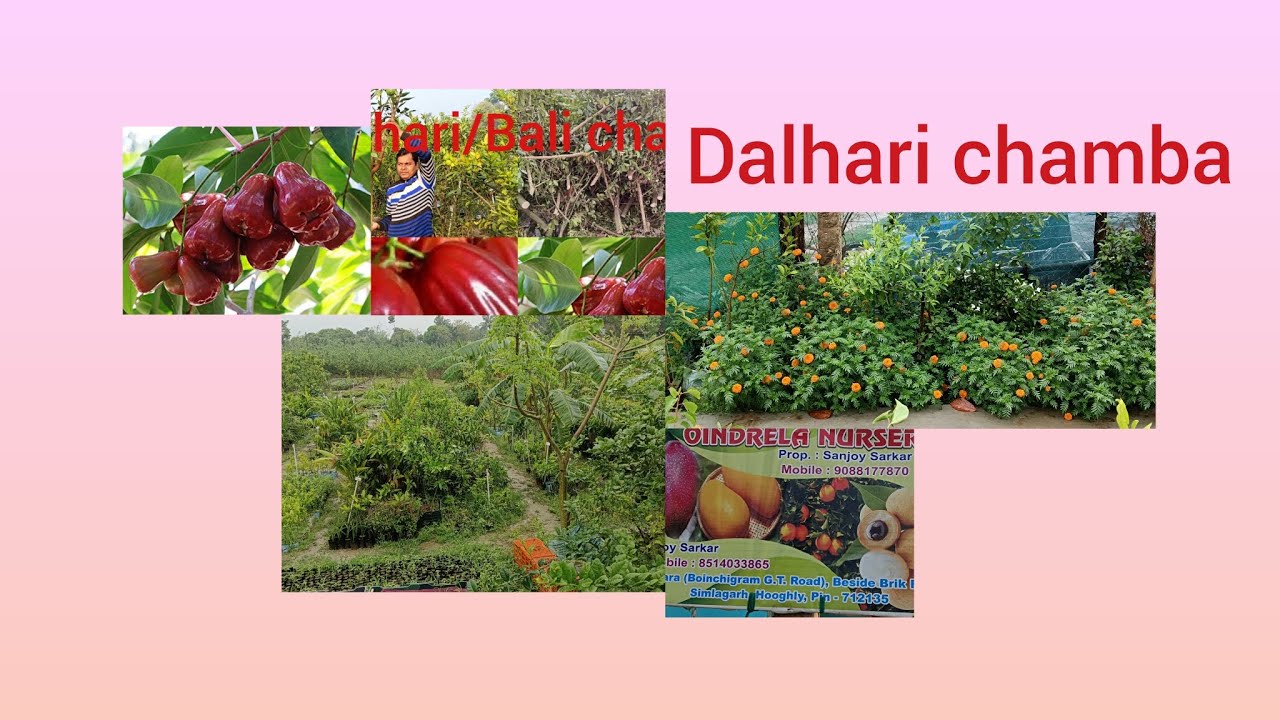 dalhari chamba - YouTube