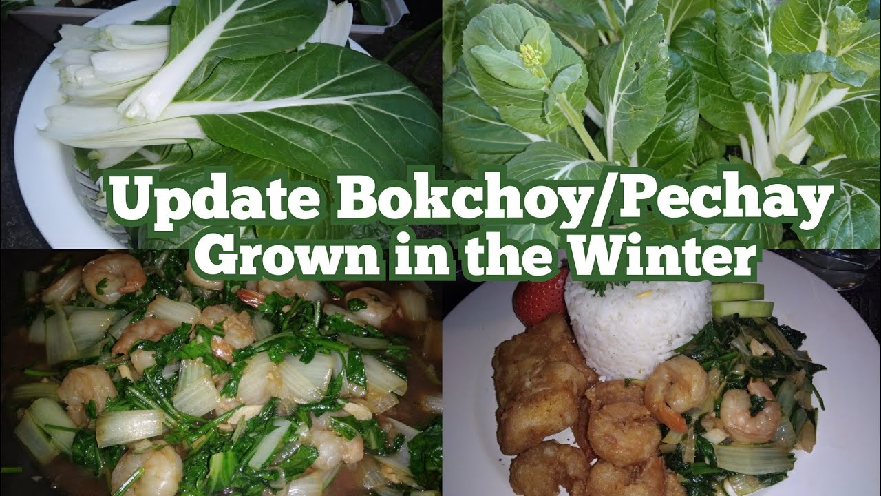 Update Bokchoy/Pechay Grown in the Winter - YouTube