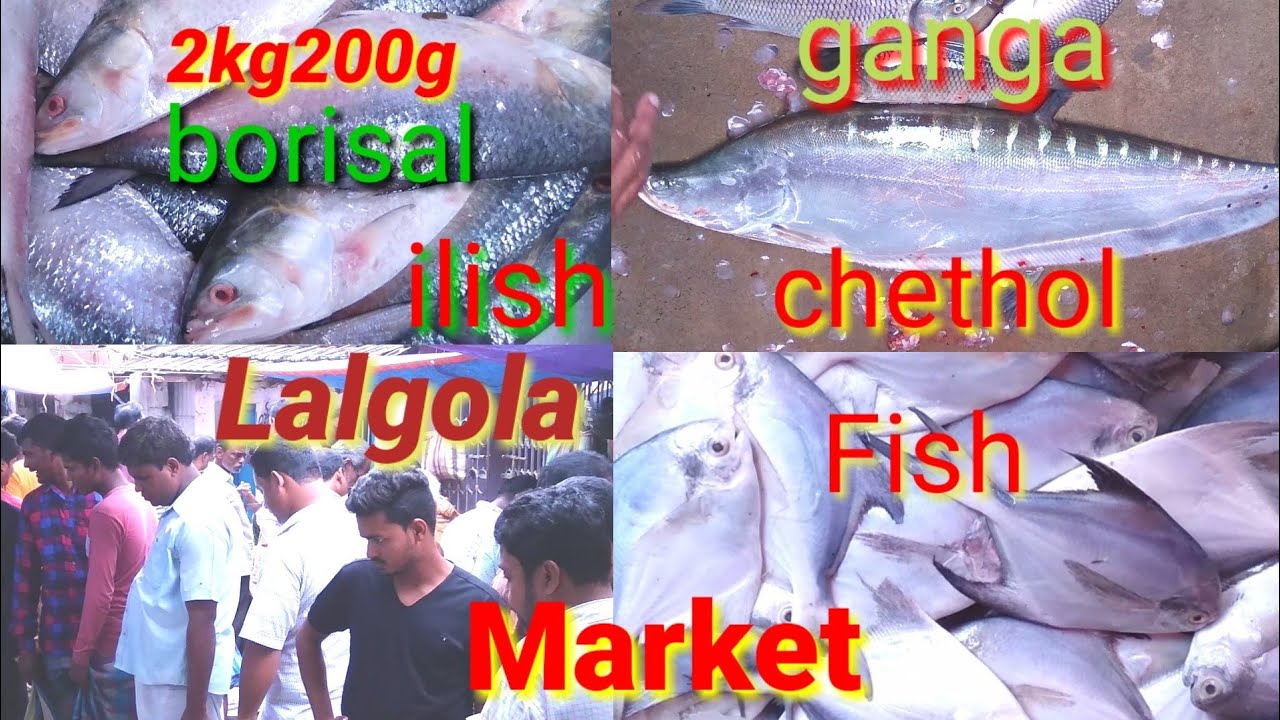 WB,murshidabad,Lalgola এখন সস্থা,মাছের বাজার,রুই, কাতলা ,ইলিশ৪০০টাকা ...
