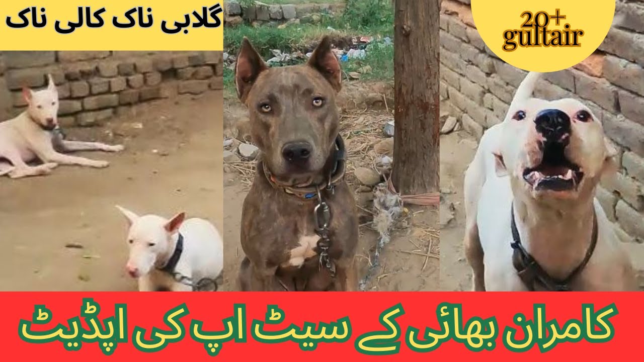 gultair setup in punjab | gultair attock | kamran khan gultair setup ...