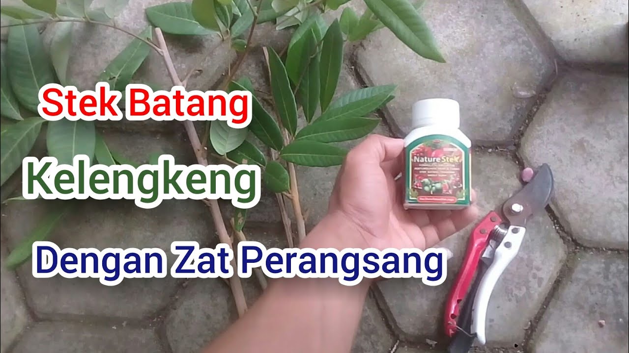 Stek Kelengkeng dengan Perangsang Bawang dan Nature Stek - YouTube