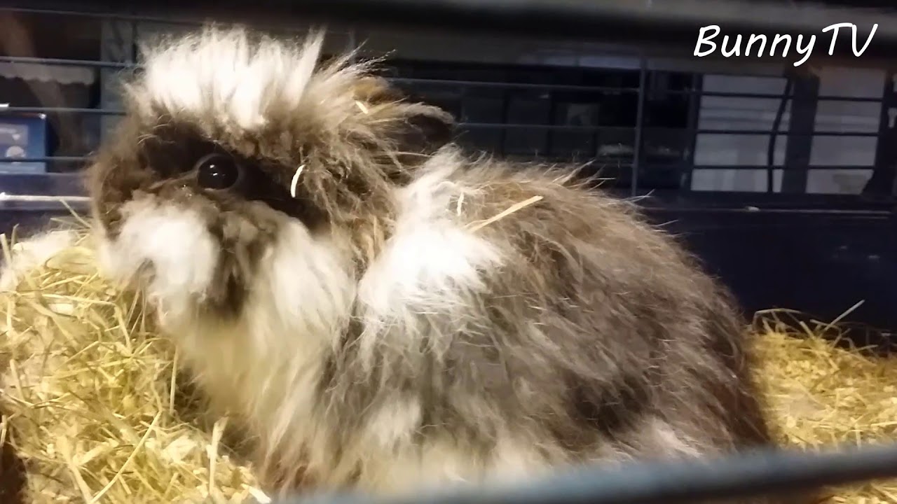 Poród Królików na Żywo - Karzełki Teddy Bunny - Teddy Dwarf Rabbit ...