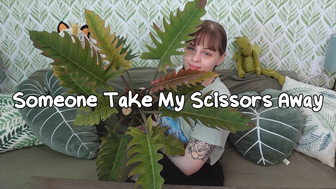 Red Empress Philodendron Propagation & Growth Update! - YouTube