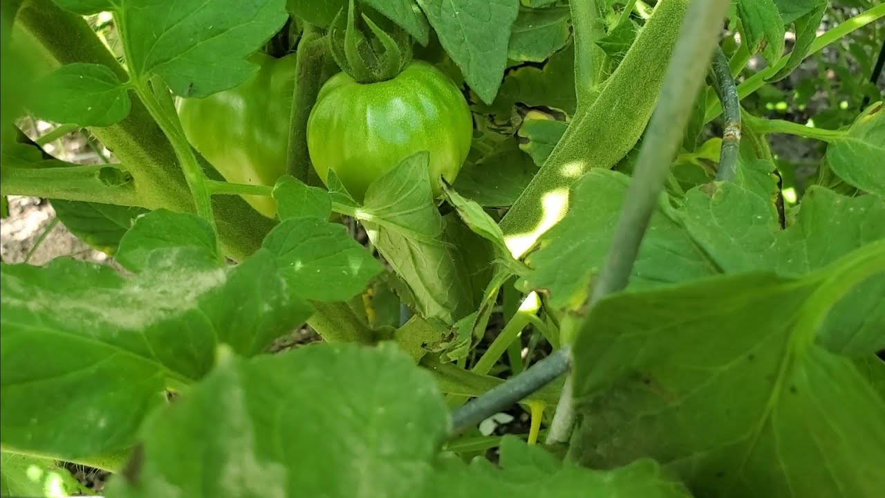 This Years Garden 2020! How Is Everything Growing? - YouTube