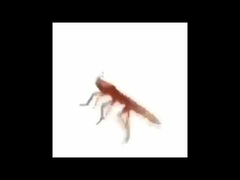 Dancing CockRoach meme 1 hour - YouTube