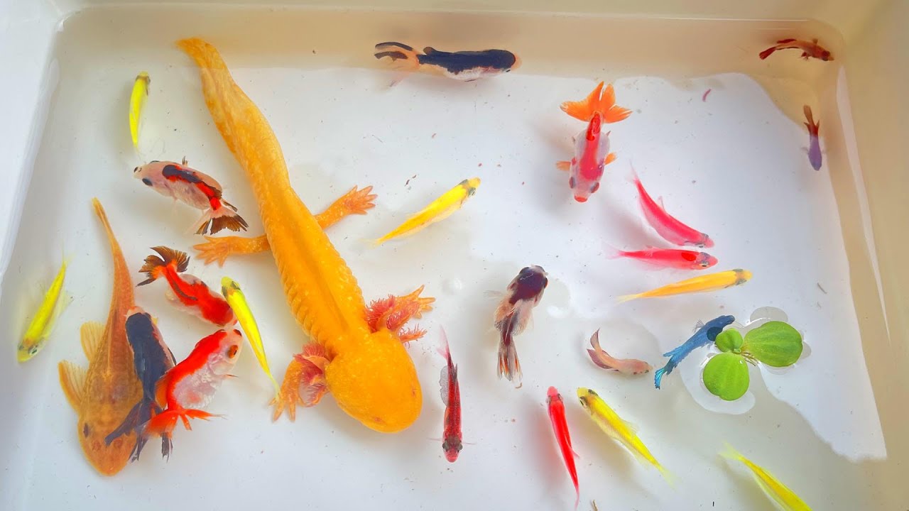 Catch Beautiful Ornamental Fish, Axolotl, Spadefish, turtle, Betta ...
