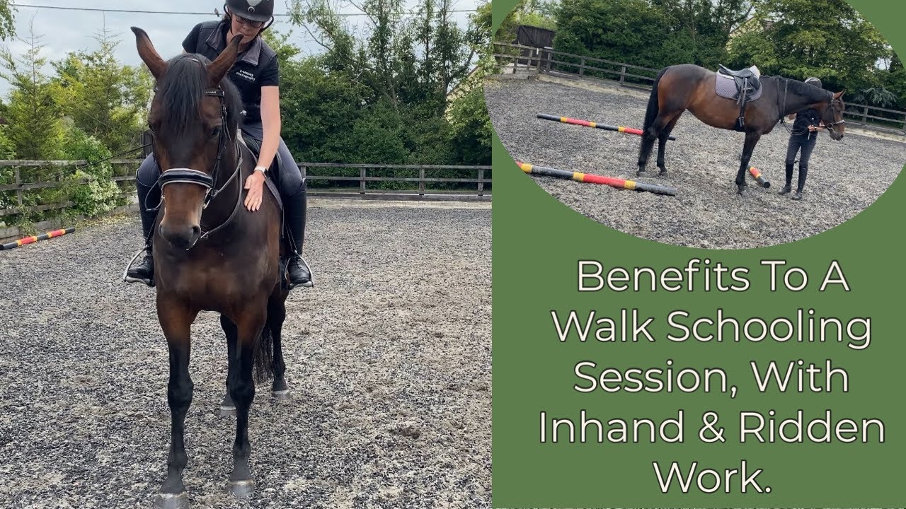 Horse Training Session All In Walk, With Inhand & Ridden Work ...