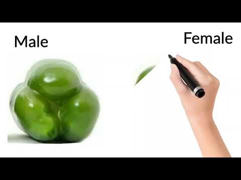 How to differentiate between male and female capsicum 🫑🫑||#Facts#Shorts ...