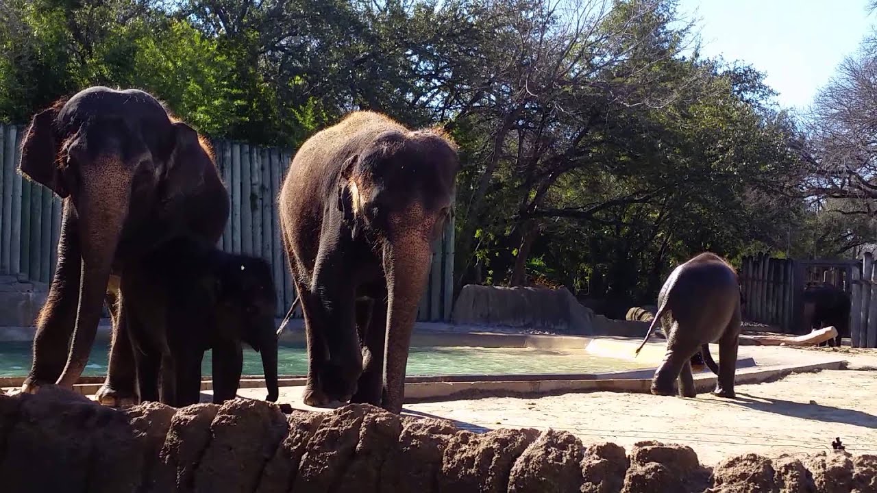 Scary elephant! - YouTube