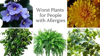 Worst Plants for People with Allergies | Houseplants to Avoid