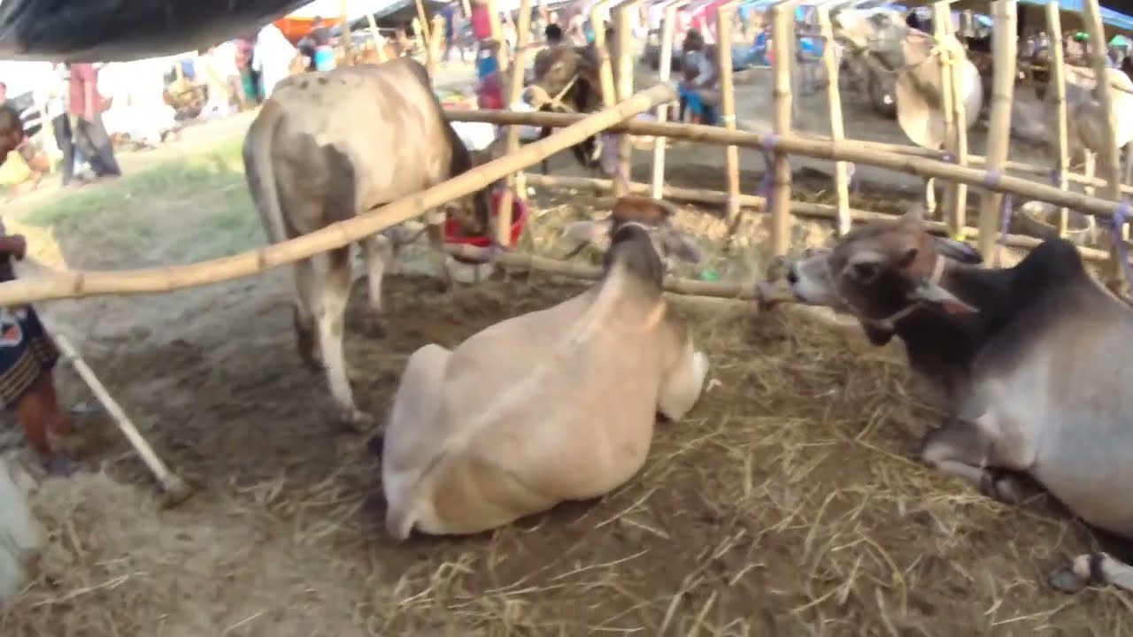 SML Movie: Jeffy Super Hero - YouTube