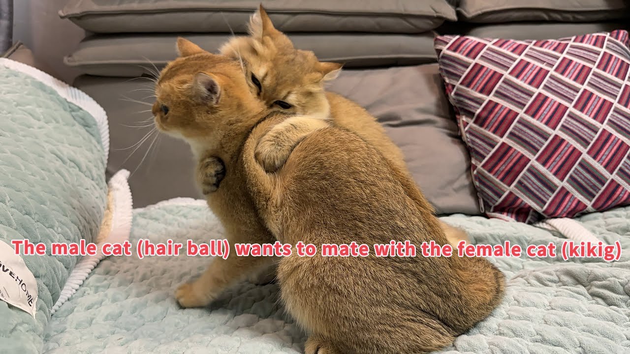 The male cat (hair ball) wants to mate with the female cat (kikig).She ...