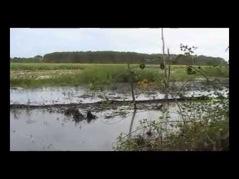 Mungalla Station Wetlands Restoration - YouTube