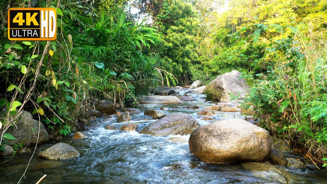 Wonderful Relaxing Morning Stream, Soft Waterfall with Beautiful Birds ...