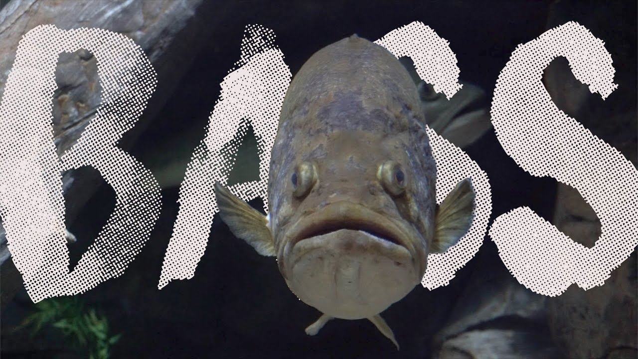 Wonders of Wildlife Bass Hall of Fame - YouTube
