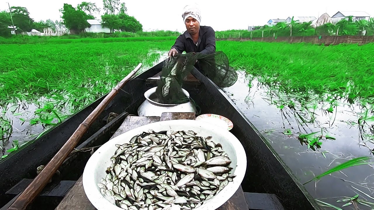 From the rainy season beautiful meni and olive barb fish are caught ...