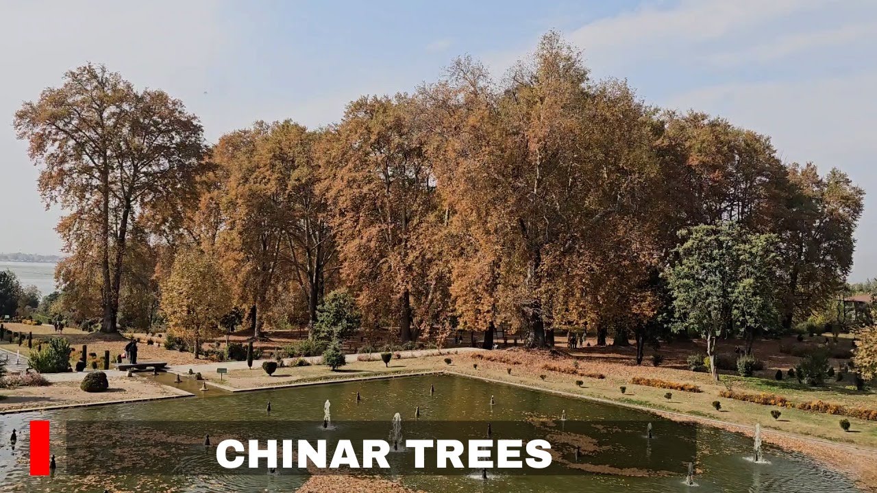 Chinar Trees Set Kashmir Aglow in Autumn’s Red &Gold Splendour - YouTube