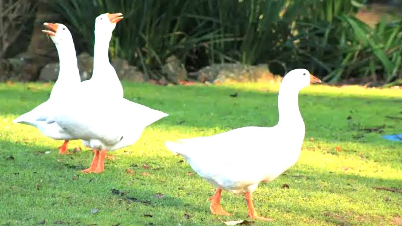The king ducks are eating grass very nicely in the green field. - YouTube