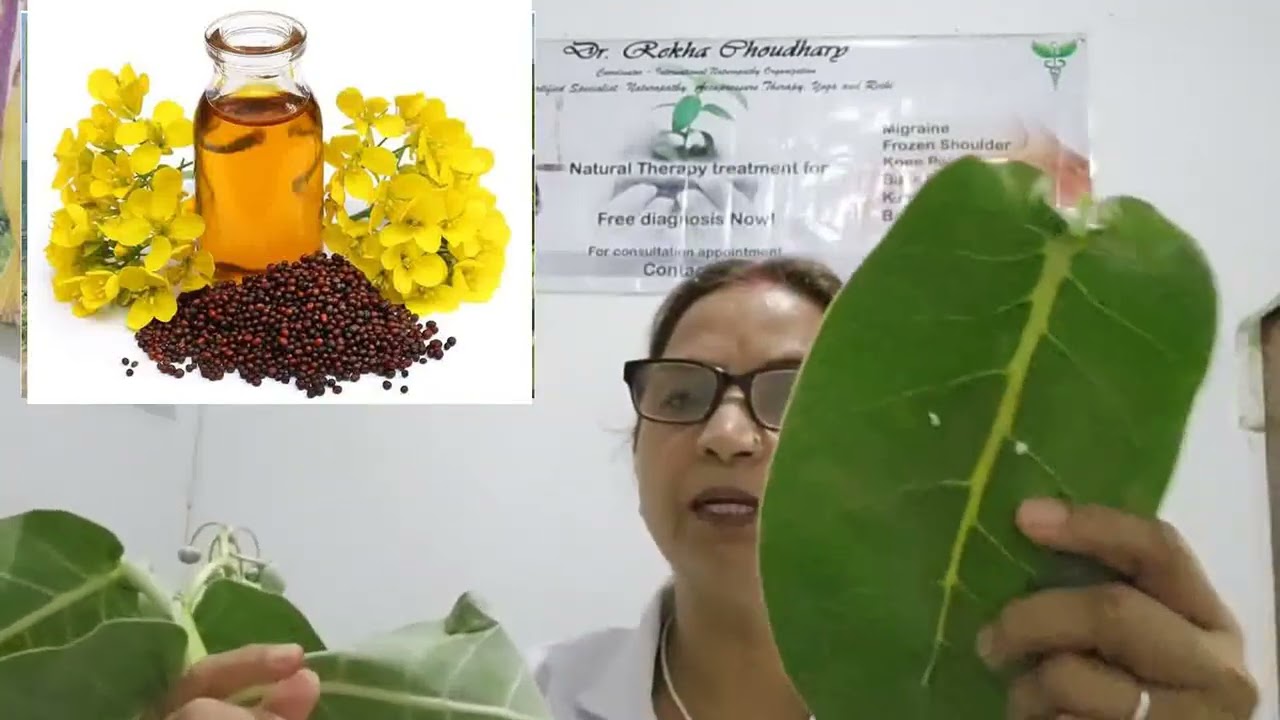 Benefits of Madar (Aak) Plant (Calotropis Gigantea) - YouTube