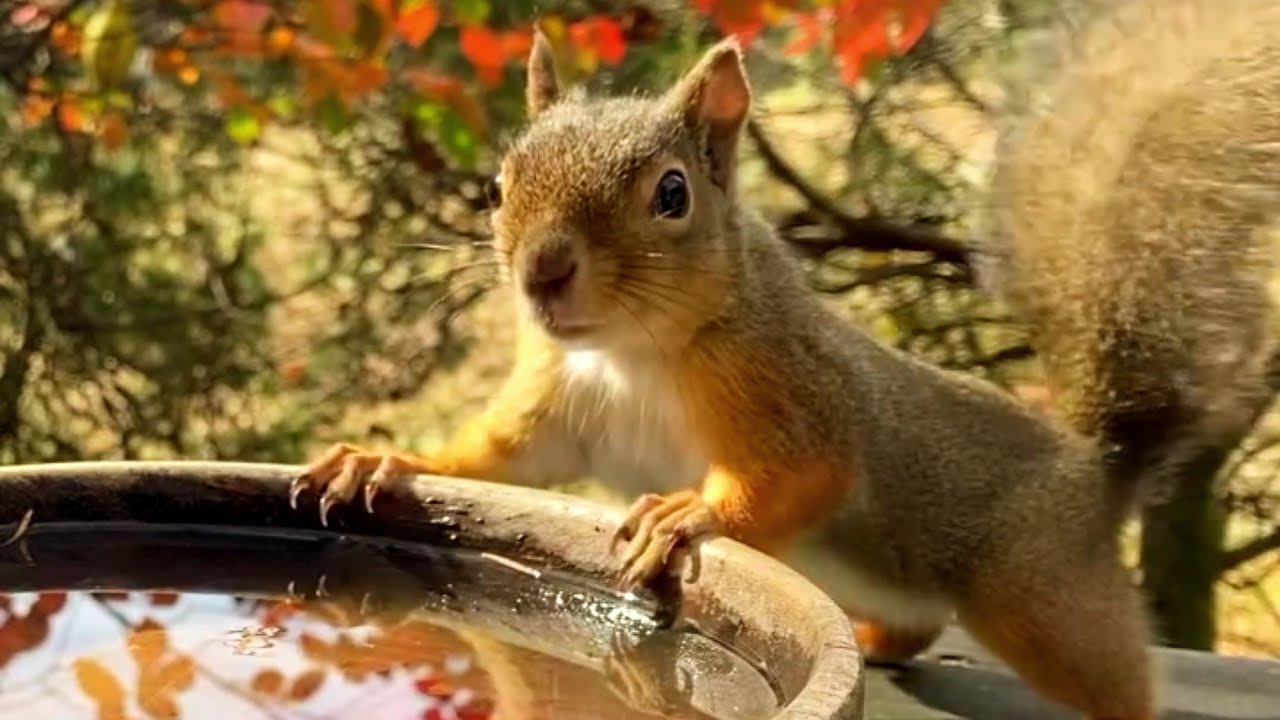 Thirsty squirrel | Durstiges Eichhörnchen - YouTube