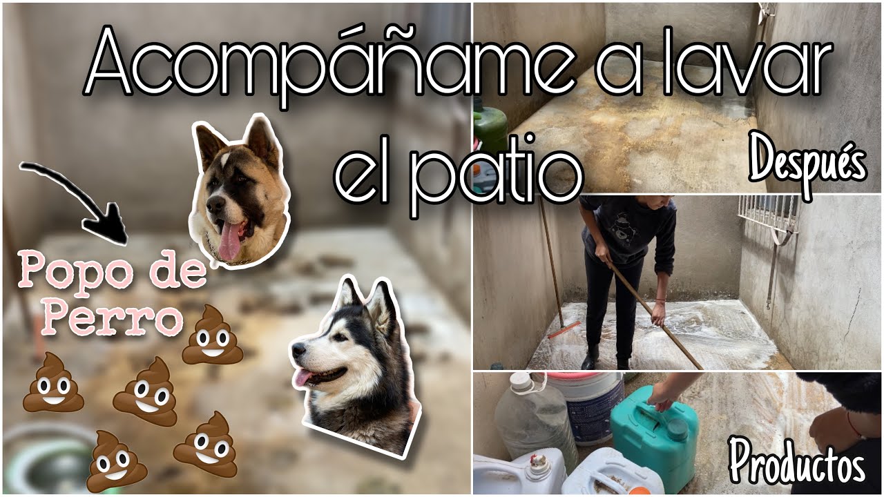 LIMPIEZA EXTREMA EN EL PATIO DE MIS PERROS| LIZETH ZOTO | - YouTube