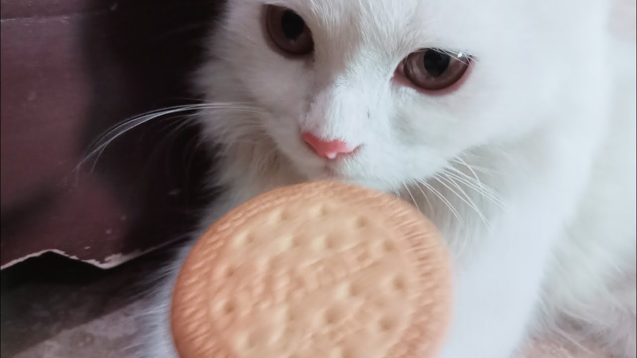 Cute Cat eating Biscuits|Funny cats video compilation|Cute Cat eating ...