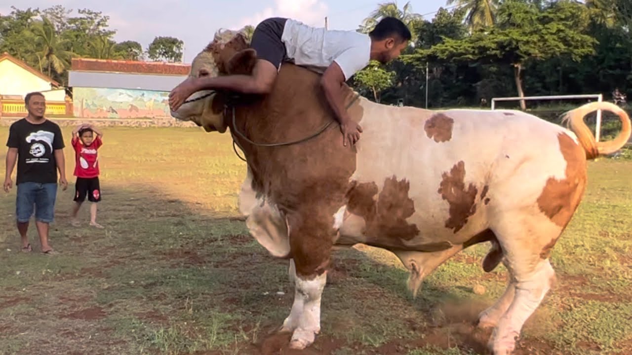 SAPI MONSTER KELAS KONTES ATRAKSI DI LAPANGAN BOLA ‼️🔥🔥🔥 - YouTube