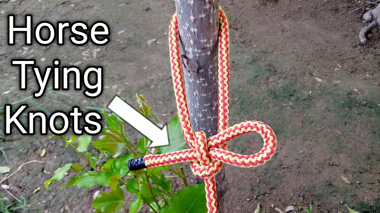 Horse Tying Knots @sajjad12455 - YouTube