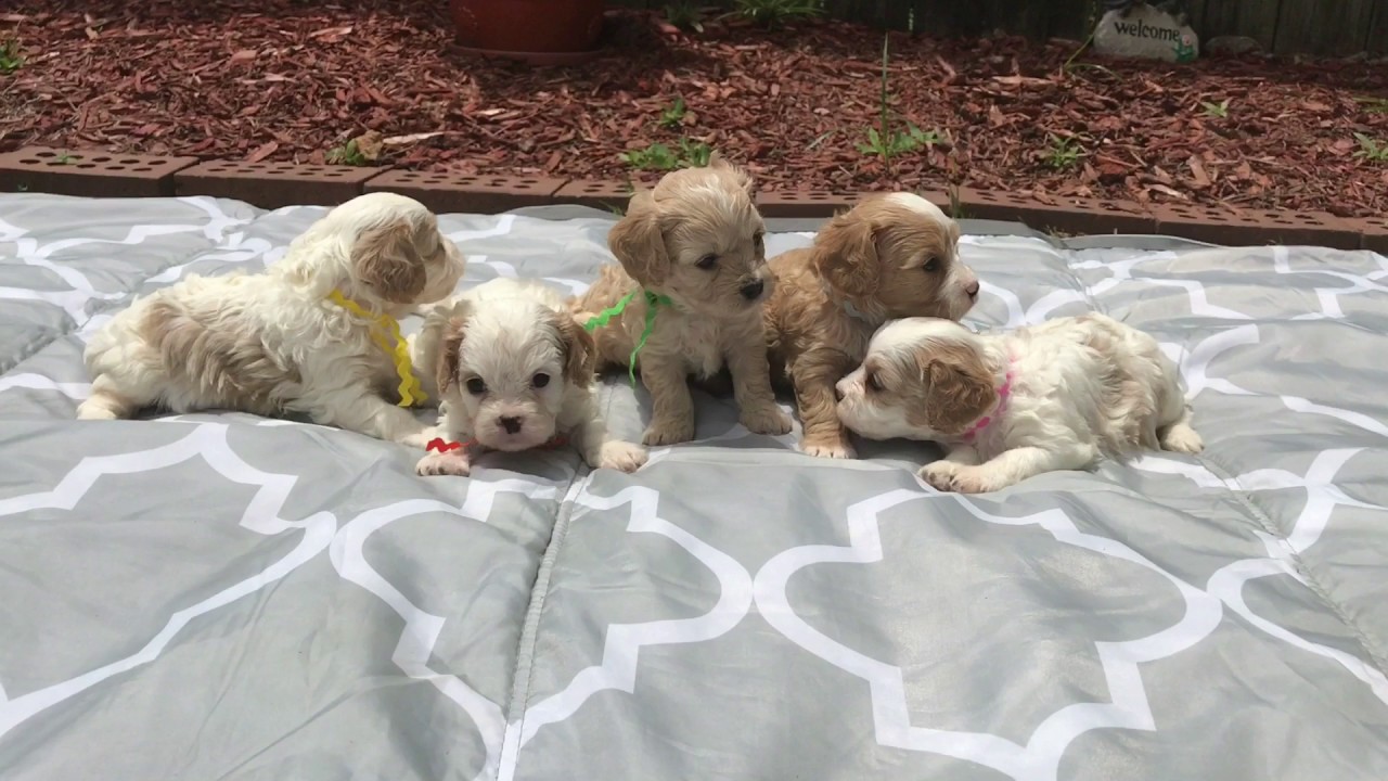 Sadie's Cavapoo Puppies ~ 3 Weeks Old - YouTube