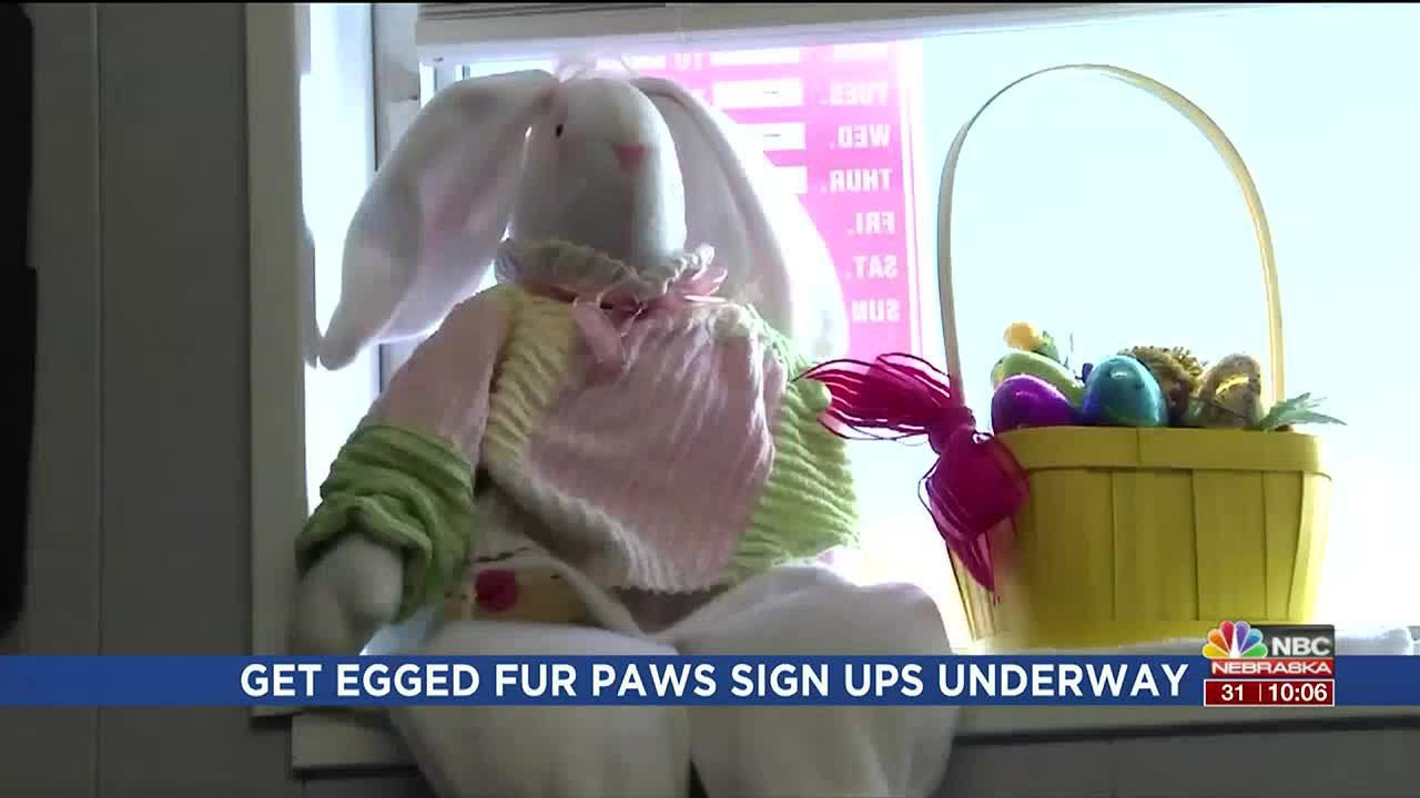 Get Egged FUR Paws sign ups underway - YouTube
