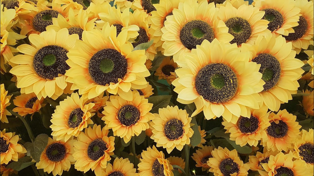 Beautiful Sunflower🌻 display - YouTube