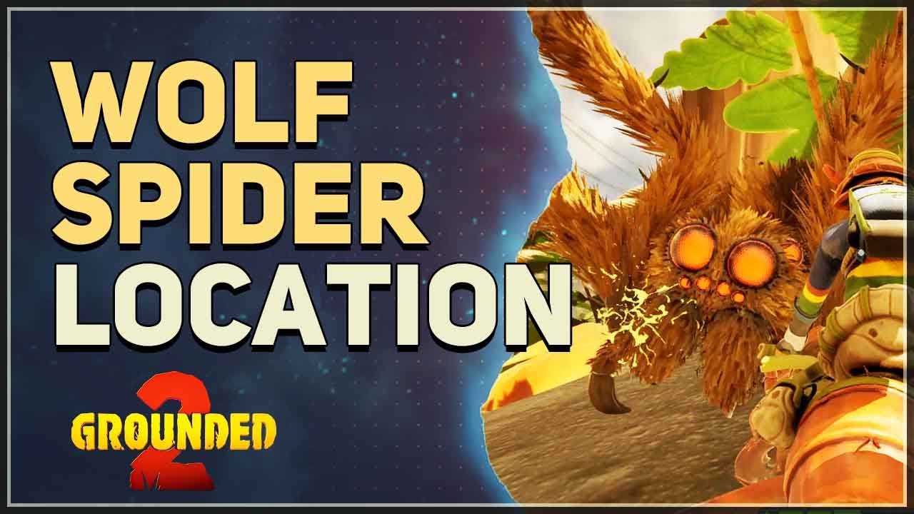 Wolf Spider Location Grounded 2 - YouTube