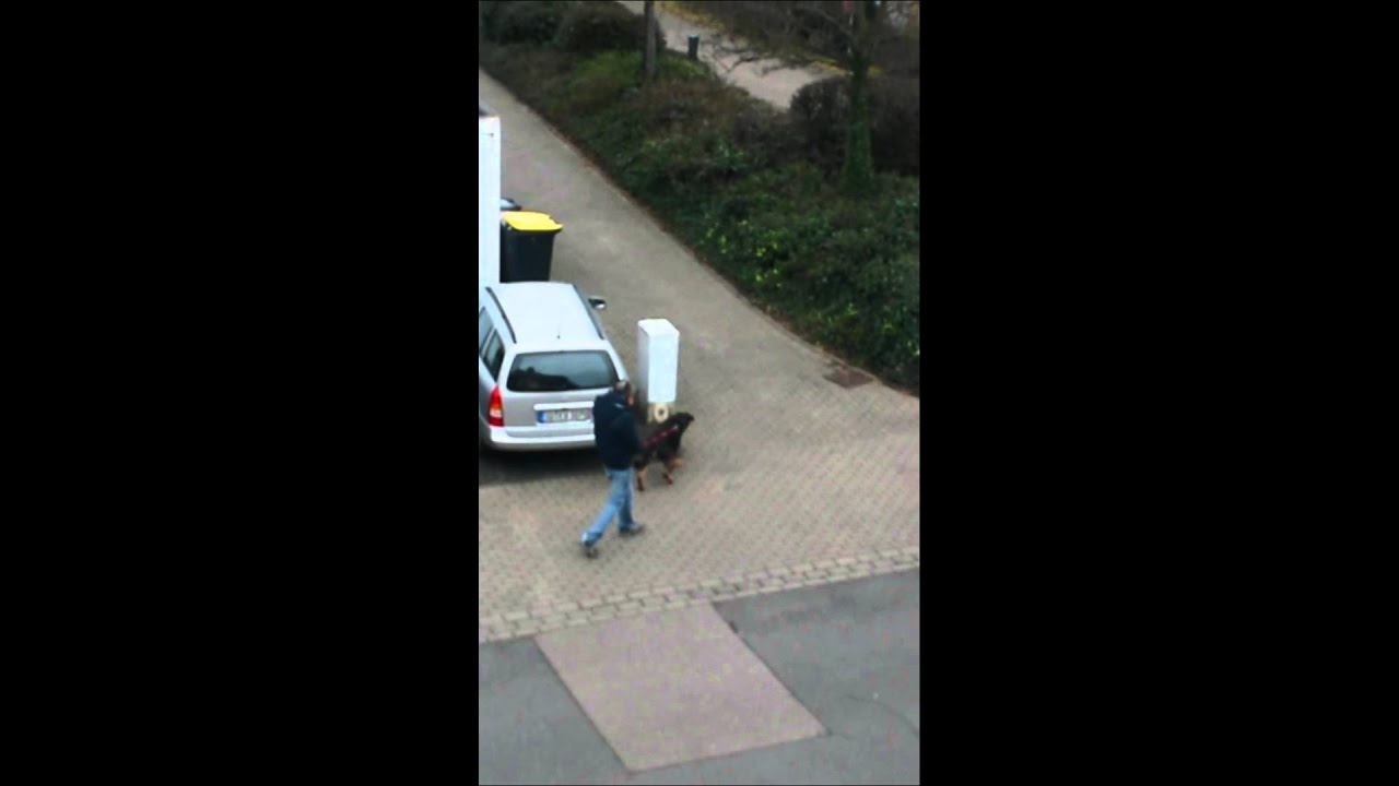 GTA 5 chop real life - YouTube