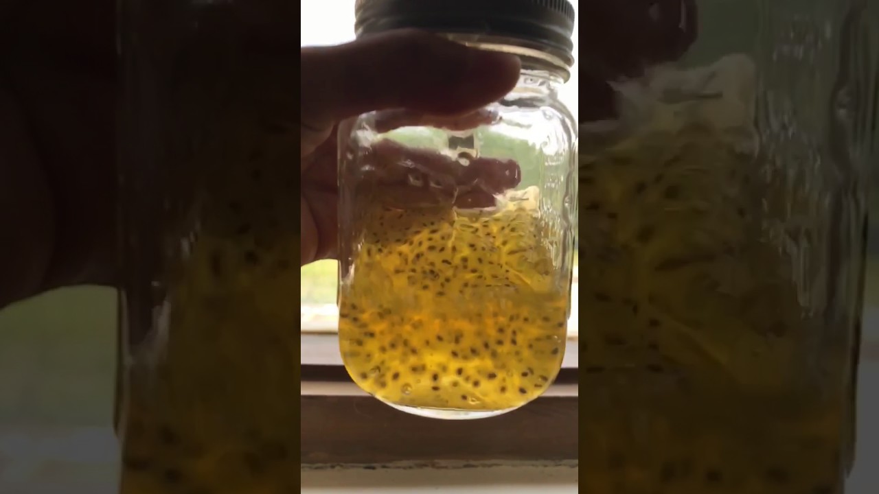 Frog egg seed drink in slow motion - YouTube