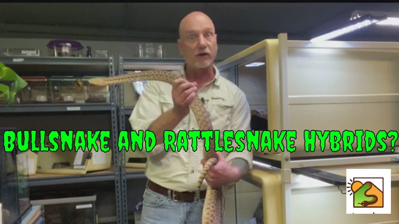 Bullsnake and Rattlesnake Hybrids? - YouTube