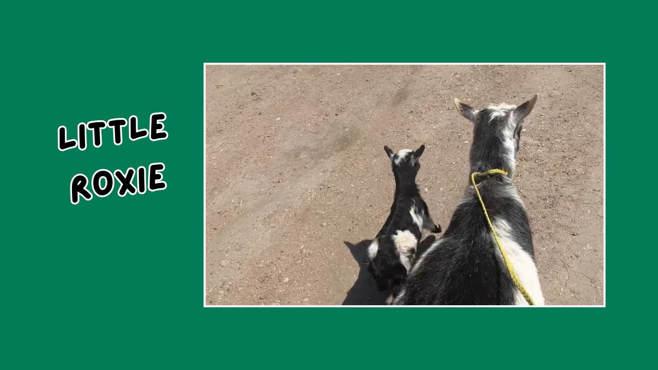 Little Roxie - YouTube