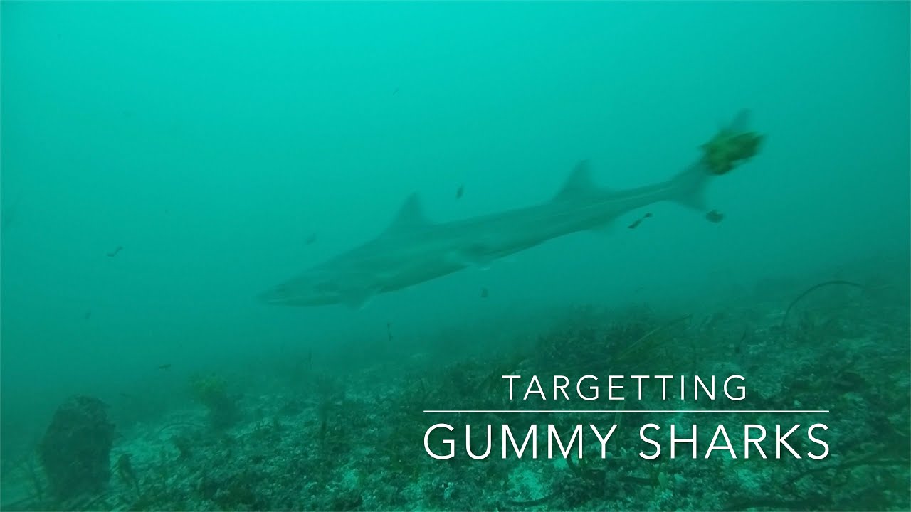 How to catch Gummy Sharks! #shark #fishing #adventure - YouTube